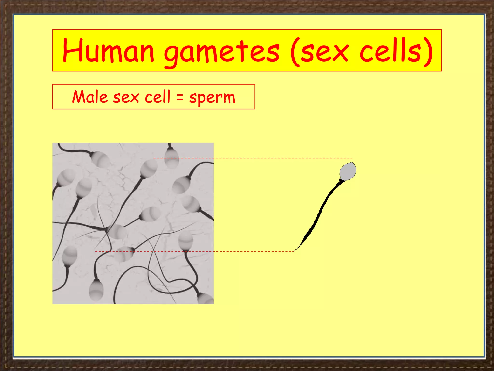 Powerpoint Human Reproductive System.ppt