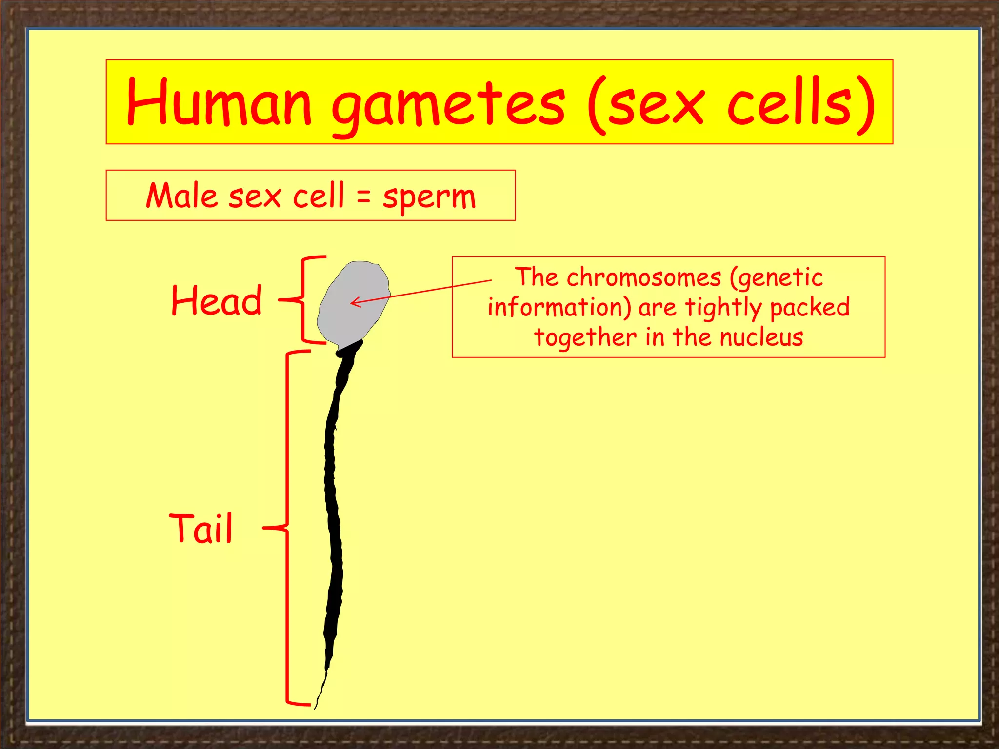 Powerpoint Human Reproductive System Ppt
