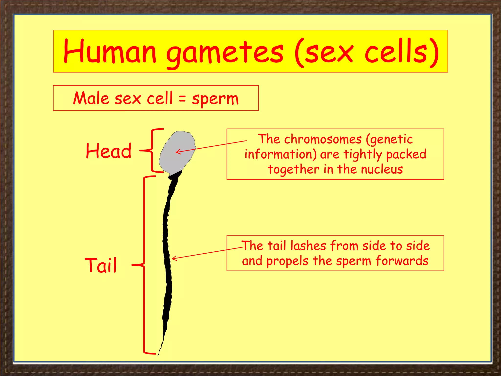 Powerpoint Human Reproductive System.ppt