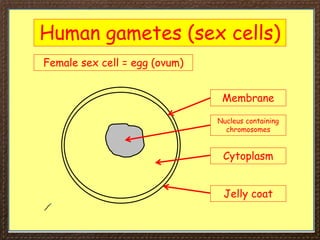 Powerpoint Human Reproductive System.ppt | Infertility | Reproductive Health