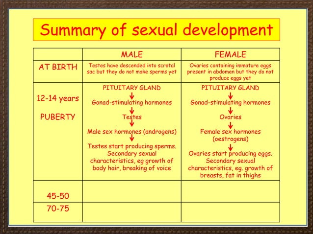 Powerpoint Human Reproductive System.ppt