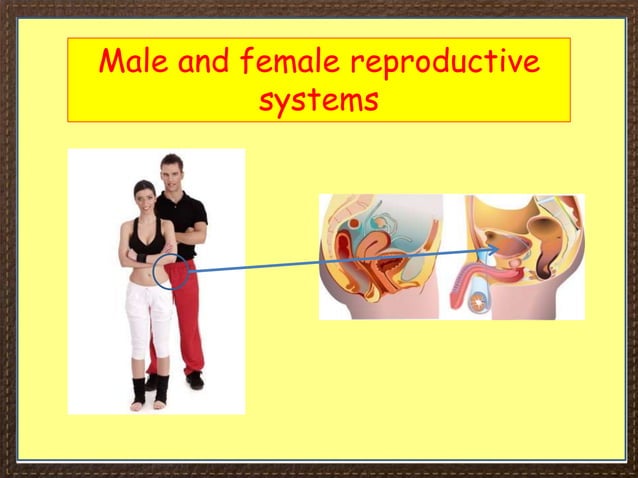 Powerpoint Human Reproductive System.ppt