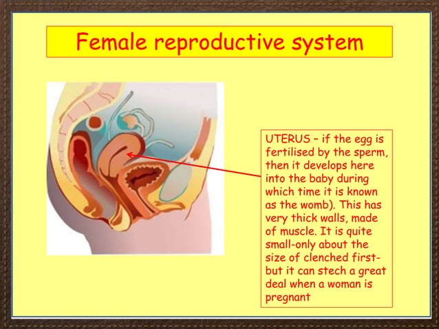 Powerpoint Human Reproductive System.ppt