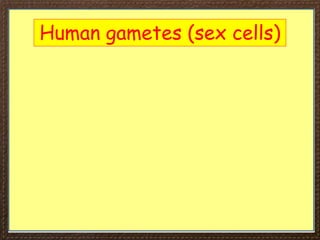 Powerpoint Human Reproductive System.ppt | Infertility | Reproductive ...