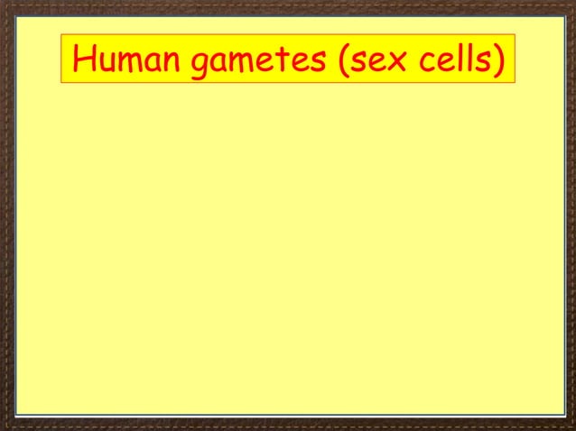 Powerpoint Human Reproductive System.ppt