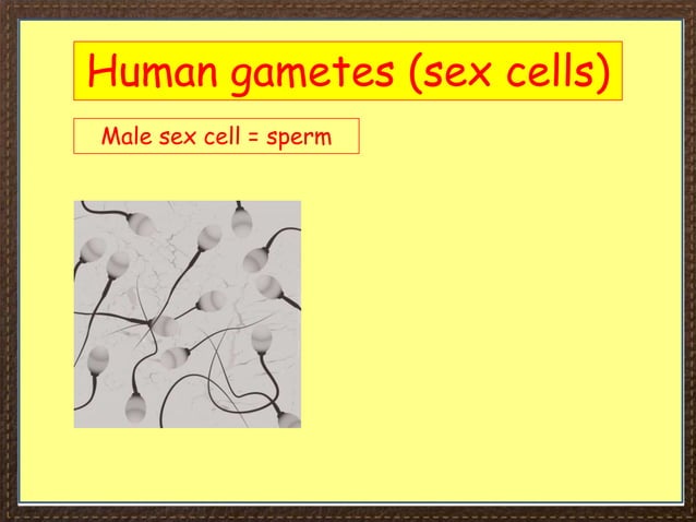 Powerpoint Human Reproductive System.ppt
