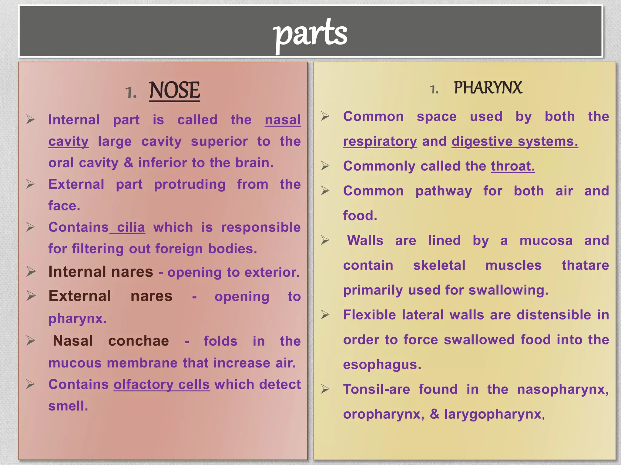 GAS EXCHANGE IN ANIMALS | PPTX