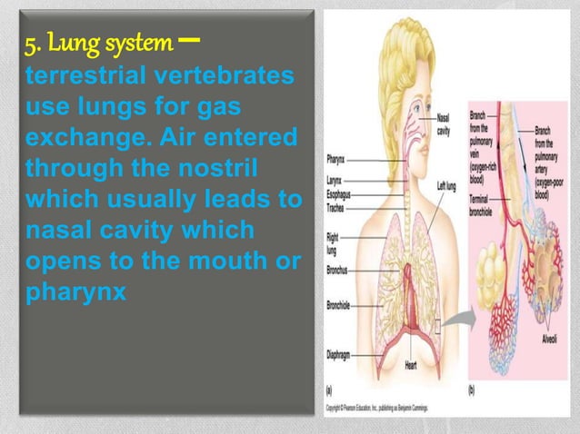 GAS EXCHANGE IN ANIMALS | PPTX