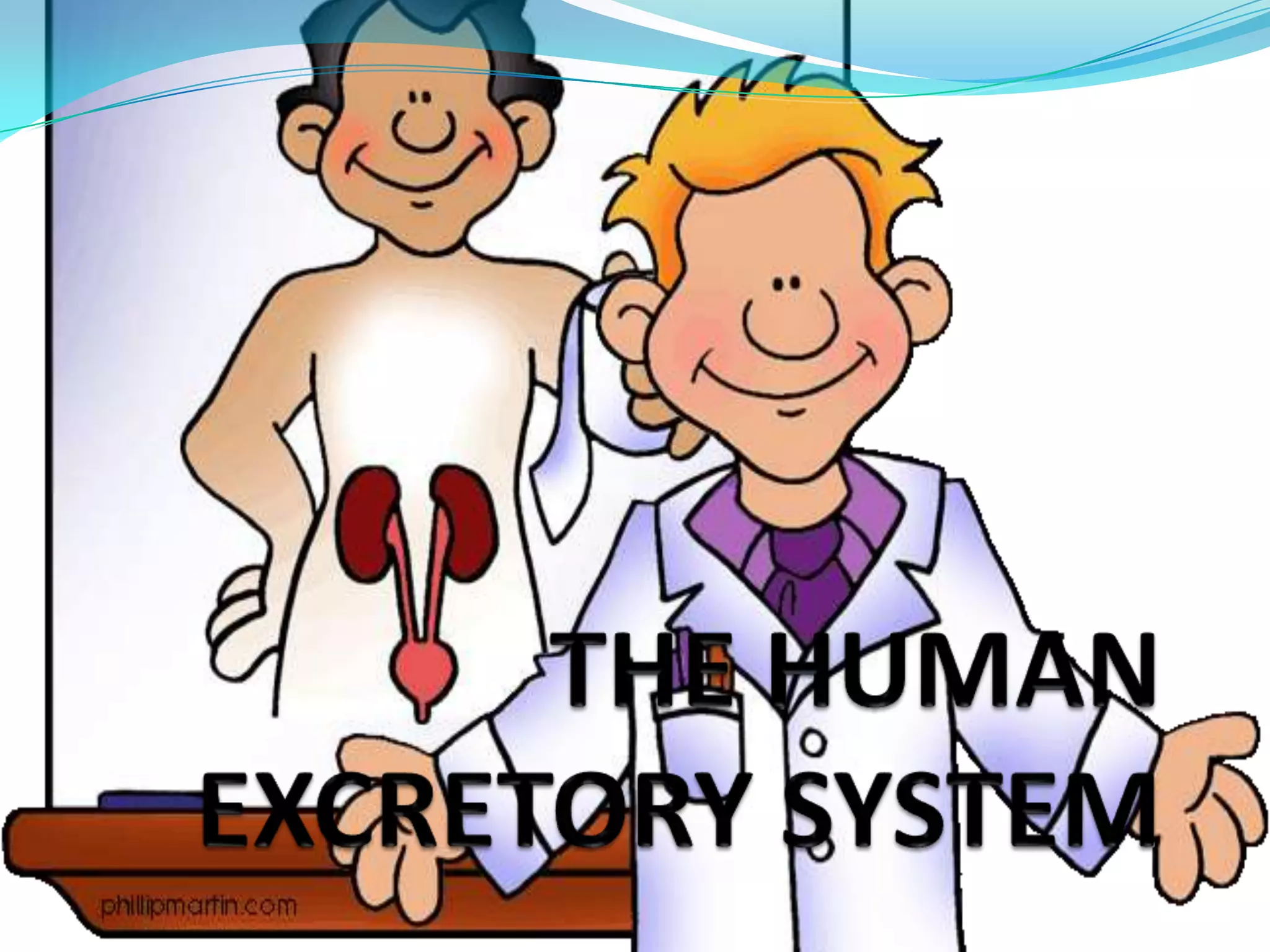THE EXCRETORY SYSTEM | PPTX