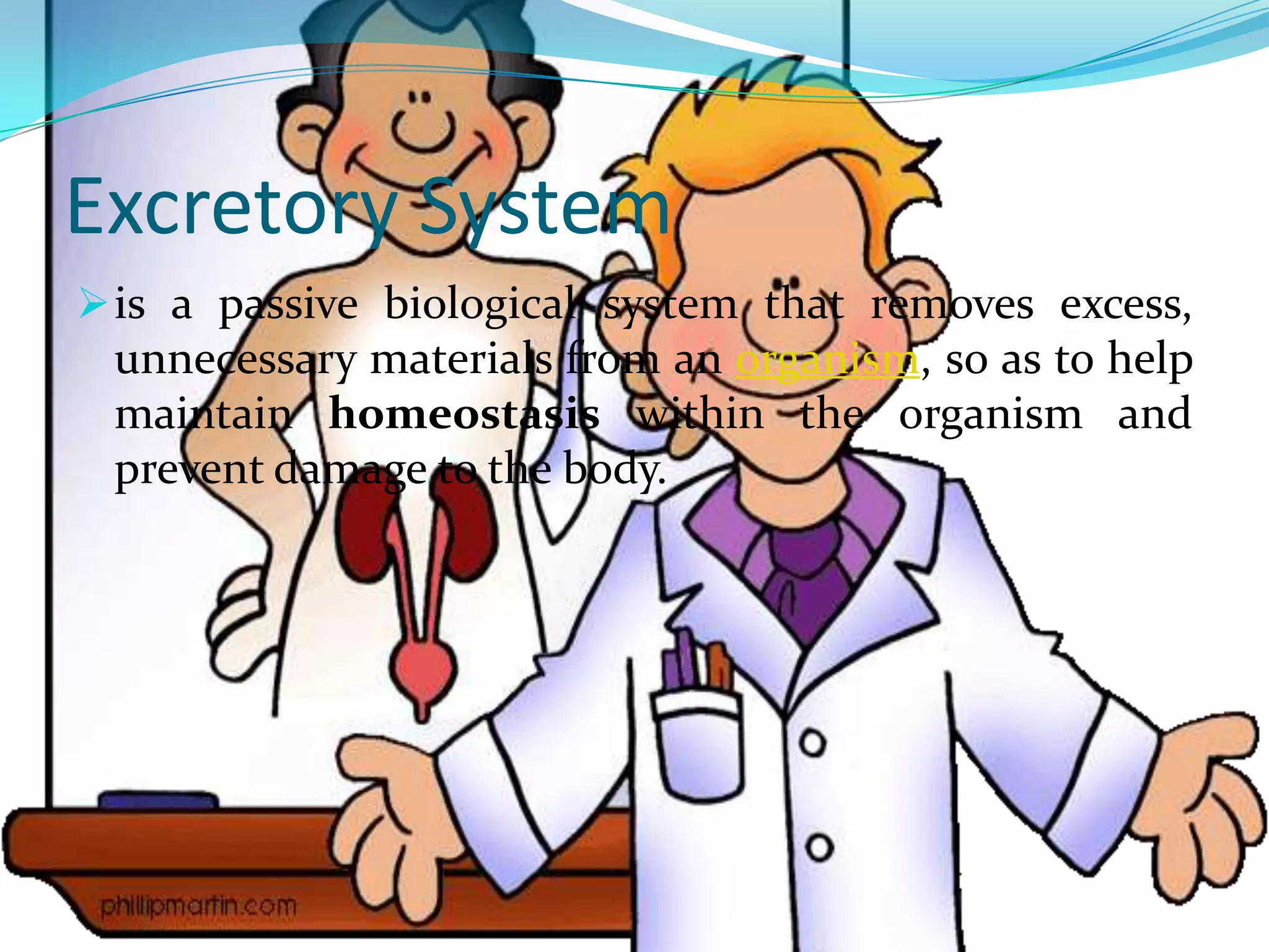 THE EXCRETORY SYSTEM | PPTX