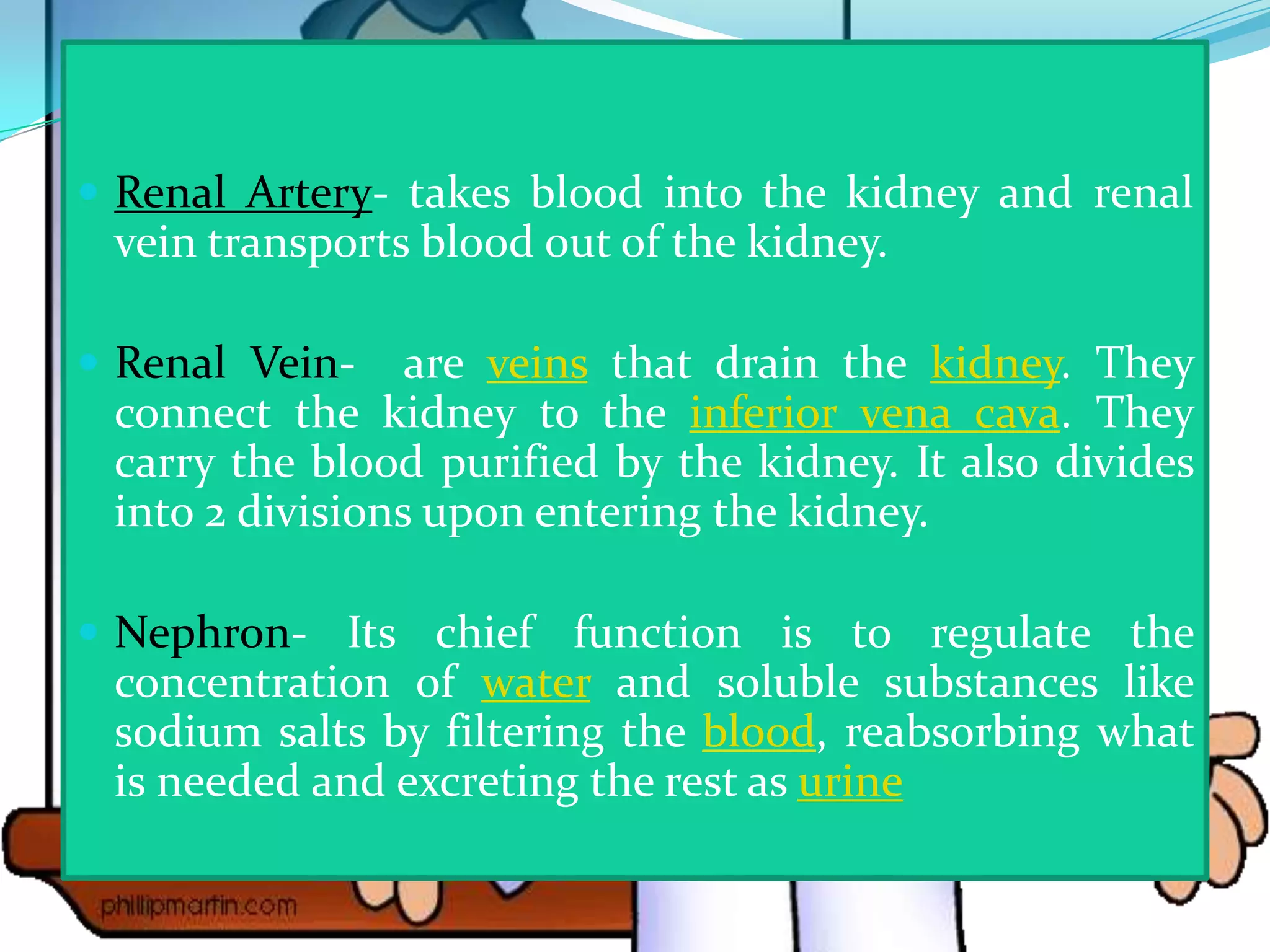 THE EXCRETORY SYSTEM | PPTX