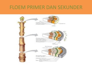 Jaringan gabus dan floem | PPTX