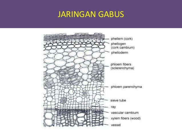 Jaringan gabus dan floem
