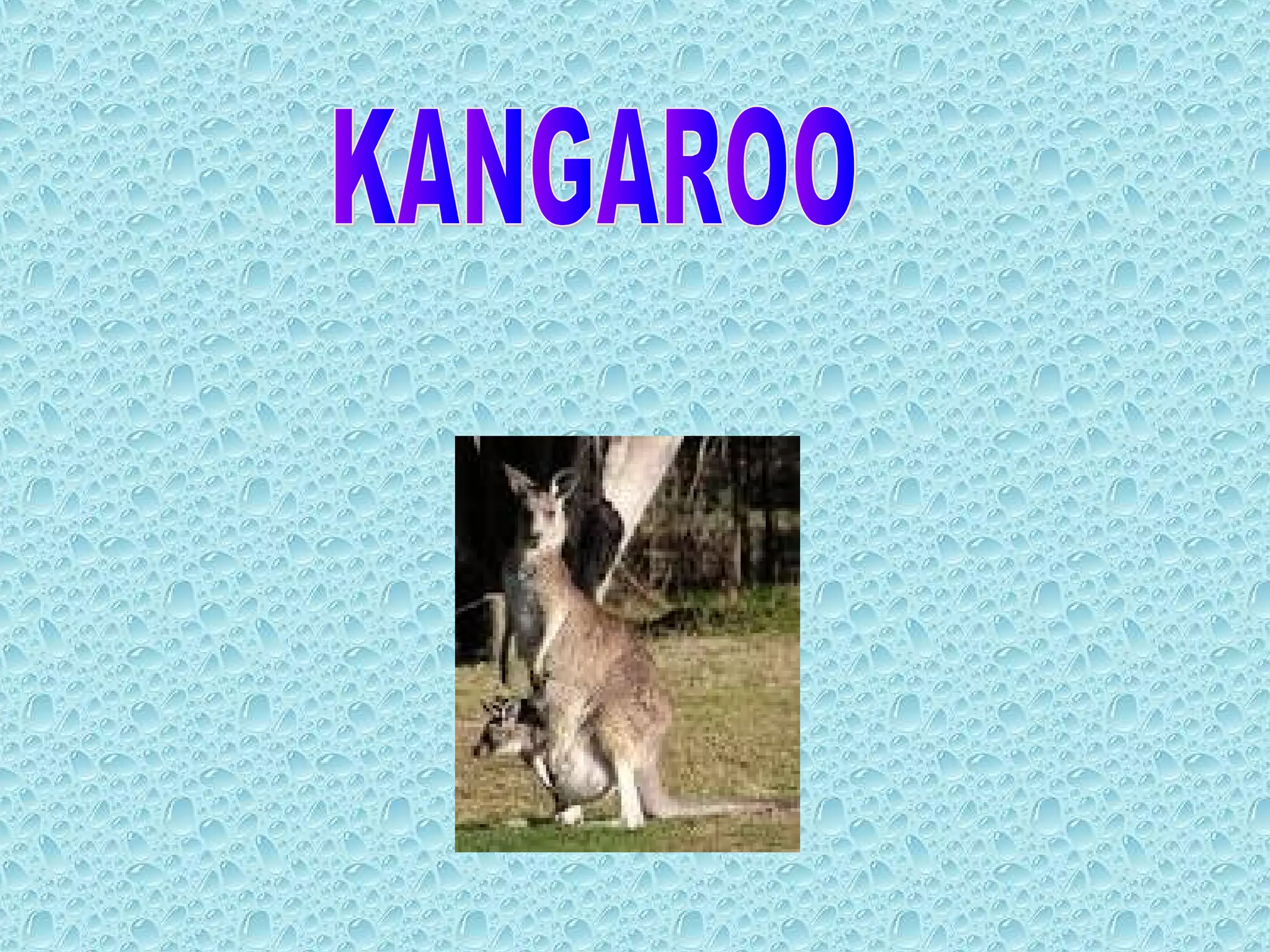 Paula's power point kangaroo | PPT