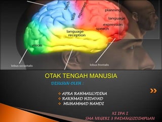 Power point kelompok otak tengah (mesencephalon atau mid brain) | PPTX