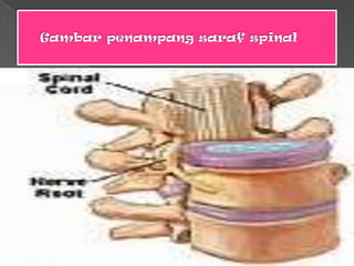Power point kelompok saraf spinal | PPTX