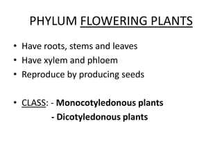 Powerpoint kingdom plants, bacteria&protctists | PPTX