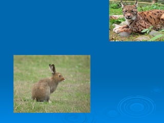Powerpoint koe | PPT