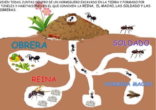 Power point las hormigas | PPT