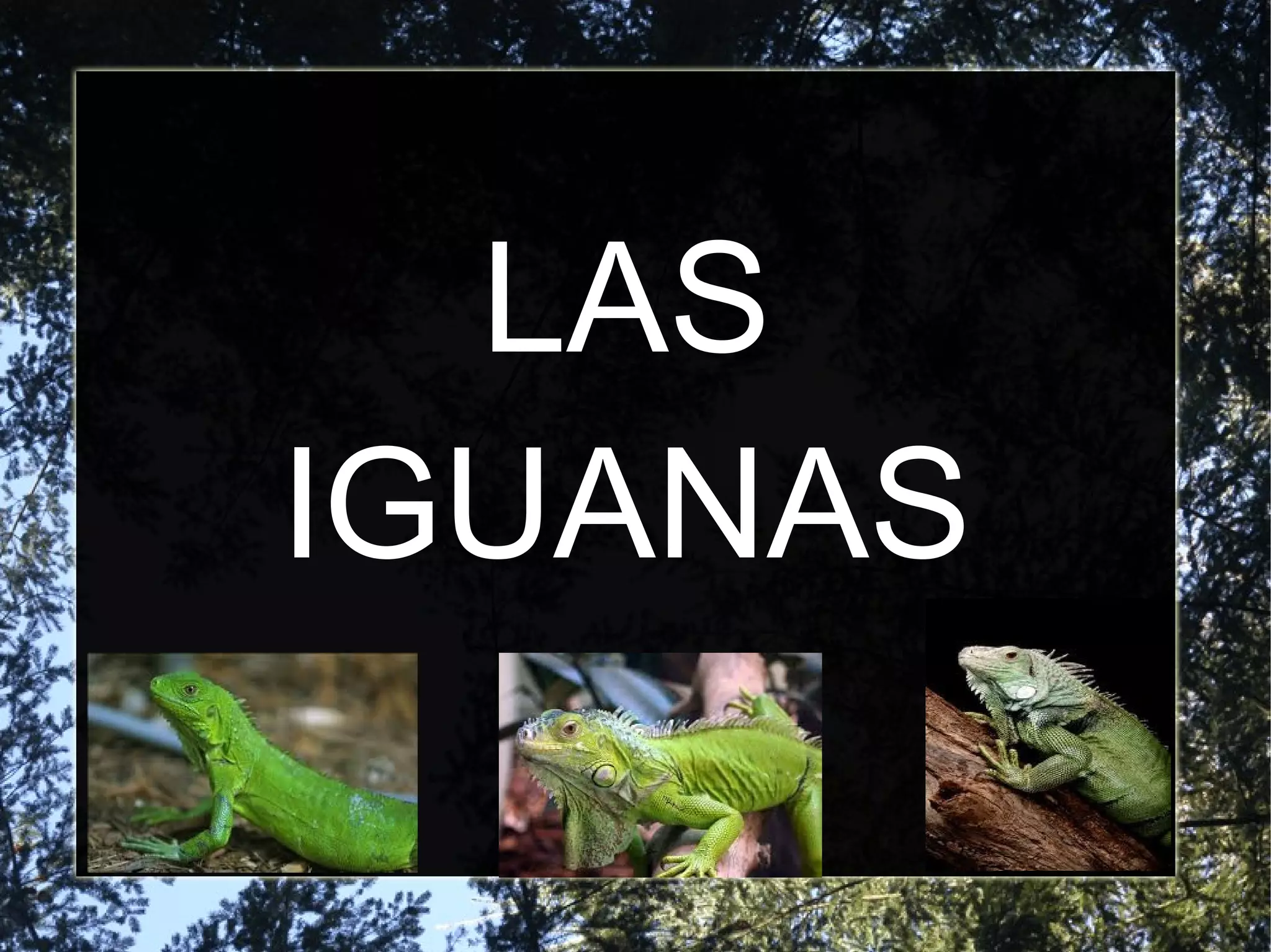 Power point las iguanas silvia | ODP
