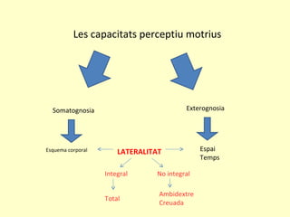 Power Point Lateralitat | PPT
