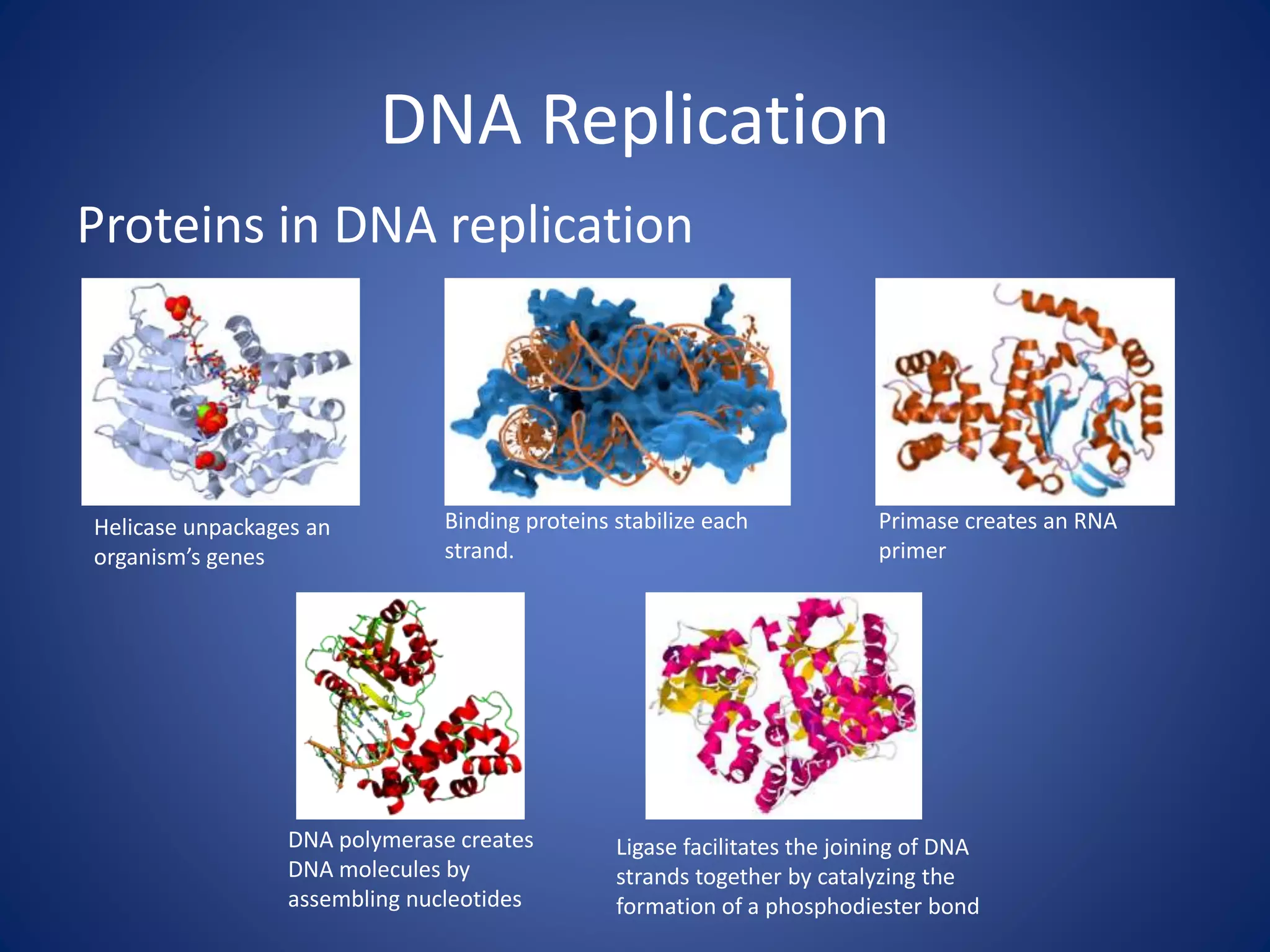 DNA Replication, Mitosis, meiosis, and the Cell Cycle | PPTX