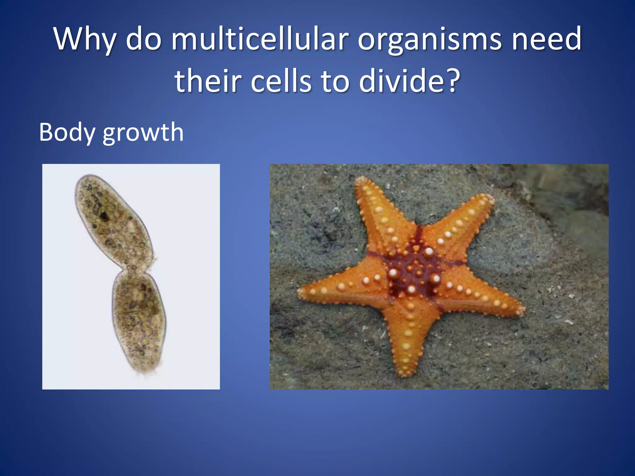 DNA Replication, Mitosis, meiosis, and the Cell Cycle | PPTX