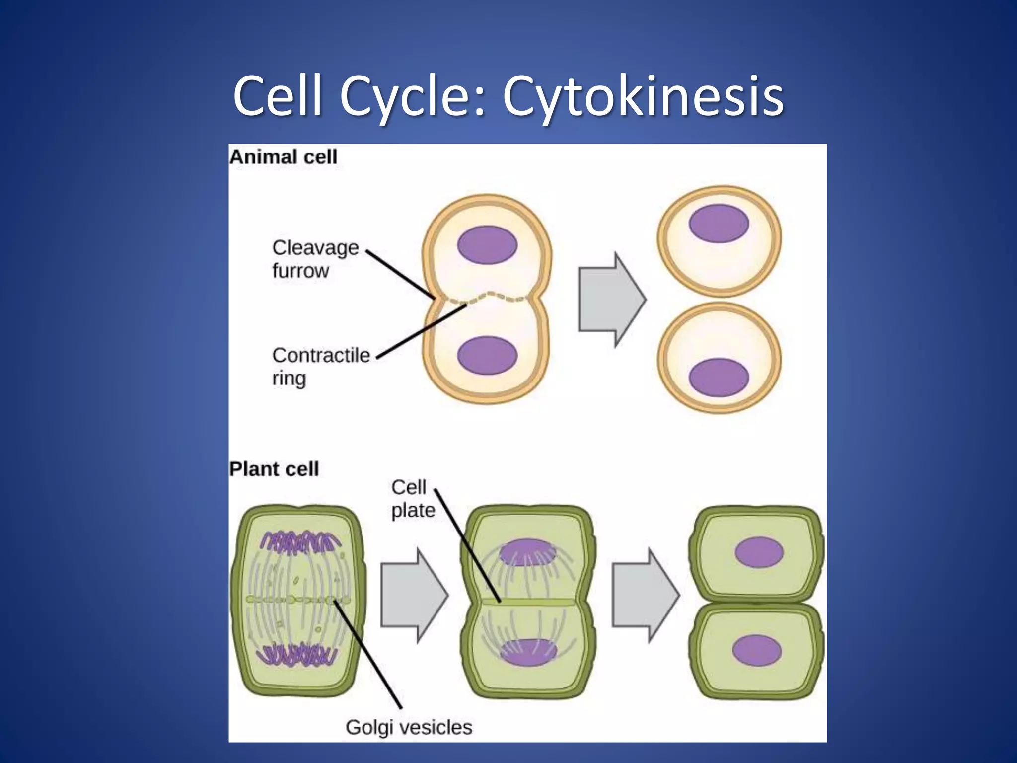 DNA Replication, Mitosis, meiosis, and the Cell Cycle | PPTX