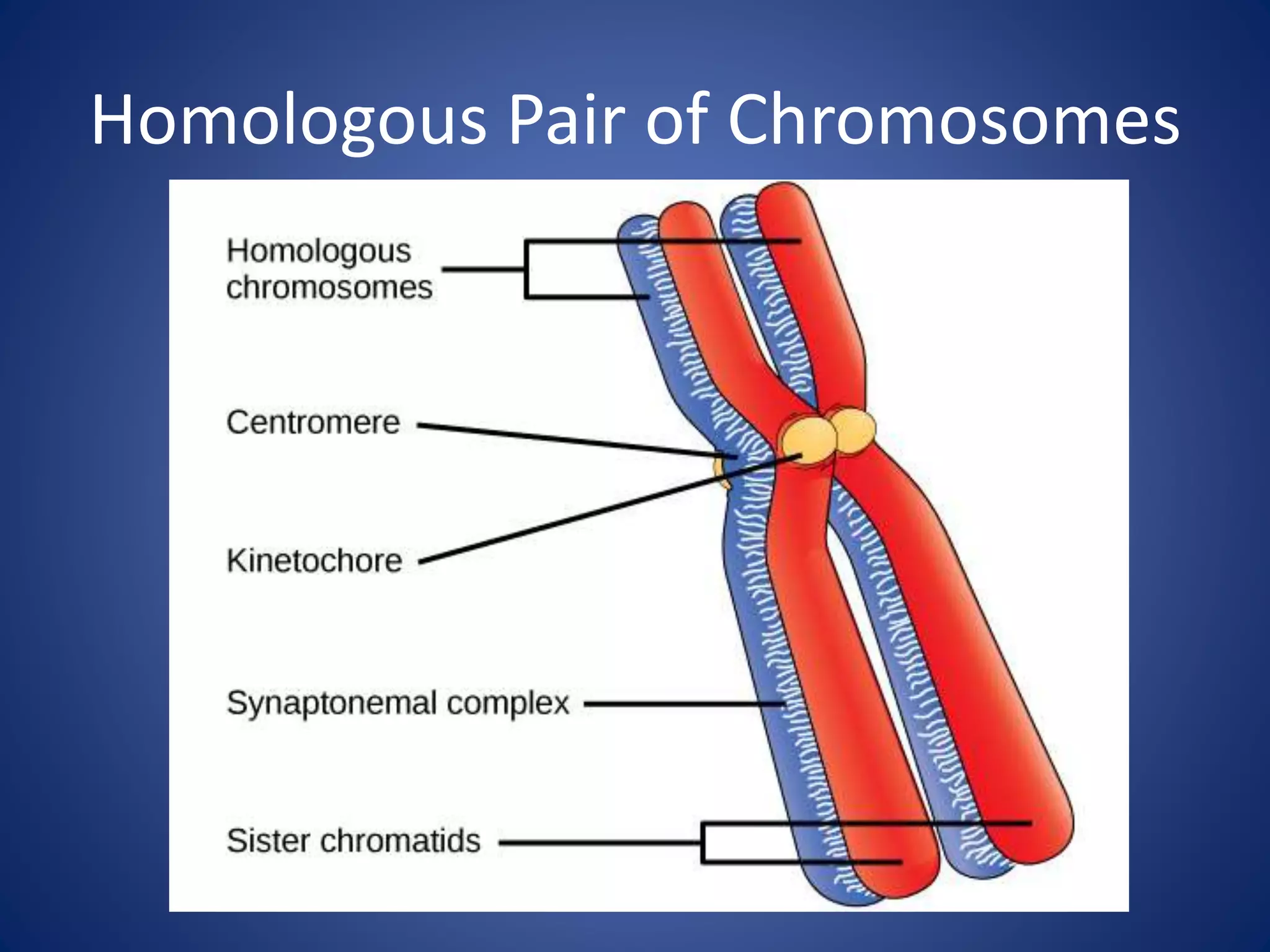 DNA Replication, Mitosis, meiosis, and the Cell Cycle | PPTX