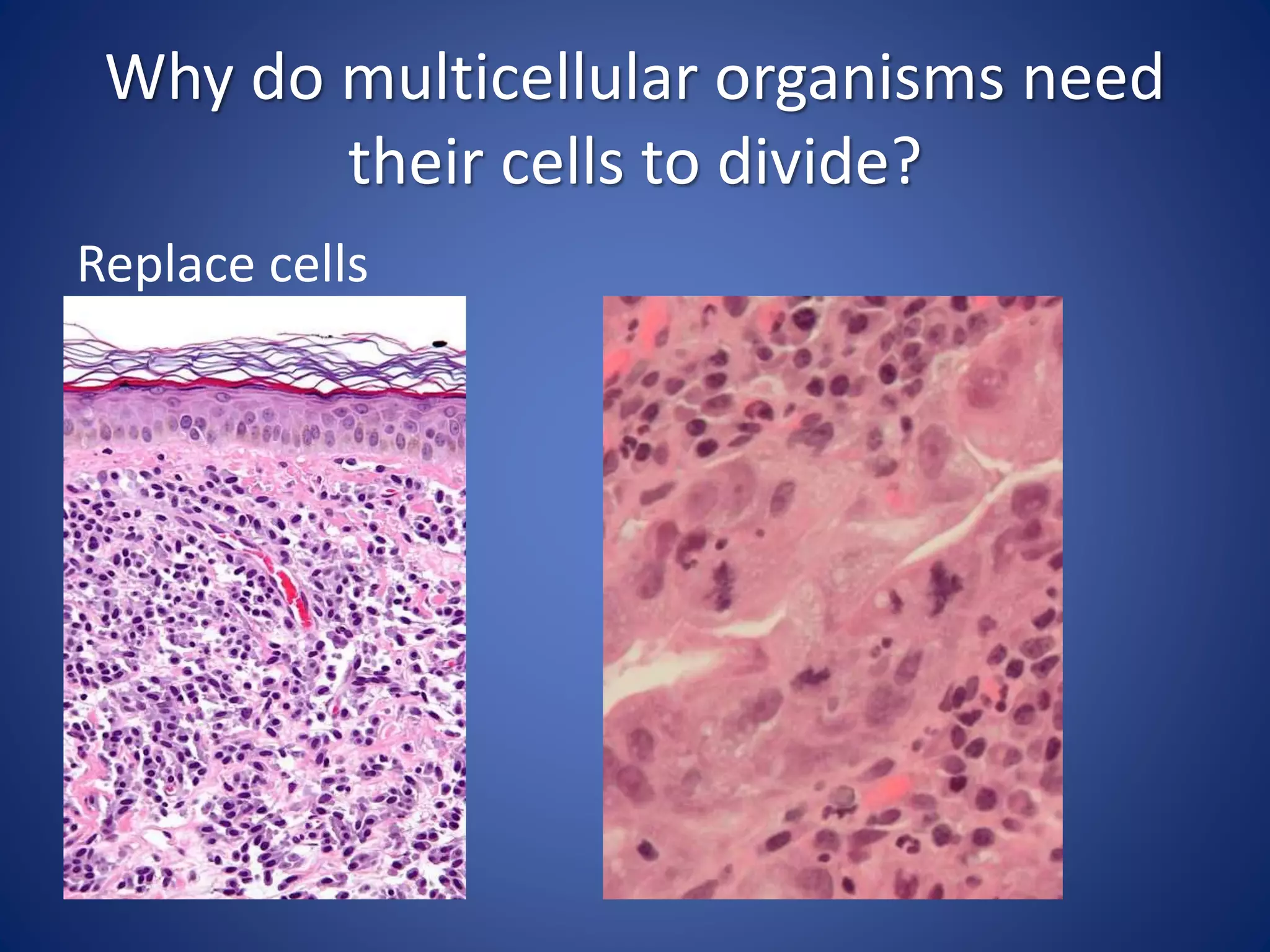 DNA Replication, Mitosis, meiosis, and the Cell Cycle | PPTX
