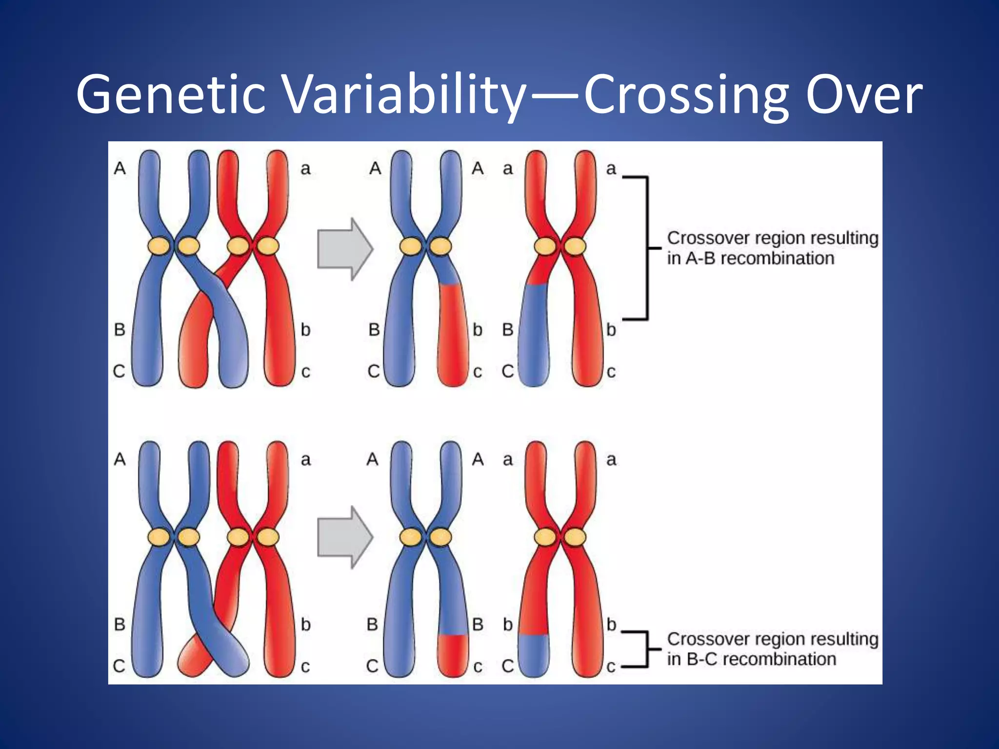DNA Replication, Mitosis, meiosis, and the Cell Cycle | PPTX