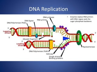 DNA Replication, Mitosis, meiosis, and the Cell Cycle | PPTX