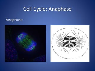 DNA Replication, Mitosis, meiosis, and the Cell Cycle | PPTX