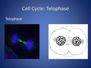 DNA Replication, Mitosis, meiosis, and the Cell Cycle | PPTX