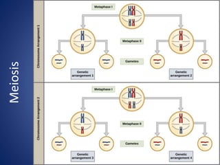 DNA Replication, Mitosis, meiosis, and the Cell Cycle | PPTX
