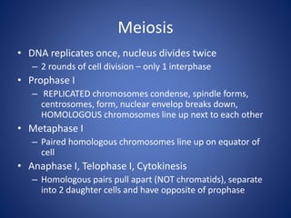 DNA Replication, Mitosis, meiosis, and the Cell Cycle | PPTX