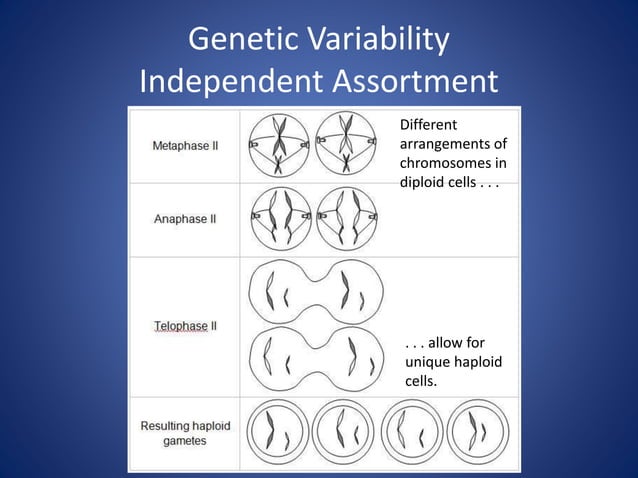 DNA Replication, Mitosis, meiosis, and the Cell Cycle | PPTX
