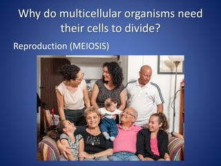 DNA Replication, Mitosis, meiosis, and the Cell Cycle | PPTX