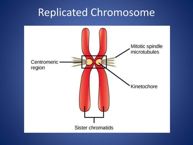 DNA Replication, Mitosis, meiosis, and the Cell Cycle