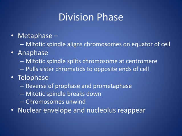 DNA Replication, Mitosis, meiosis, and the Cell Cycle