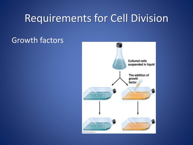 DNA Replication, Mitosis, meiosis, and the Cell Cycle
