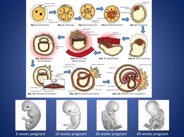DNA Replication, Mitosis, meiosis, and the Cell Cycle