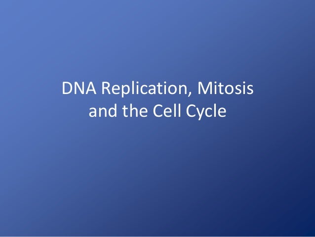 Dna replication in mitosis vs meiosis - managementrety
