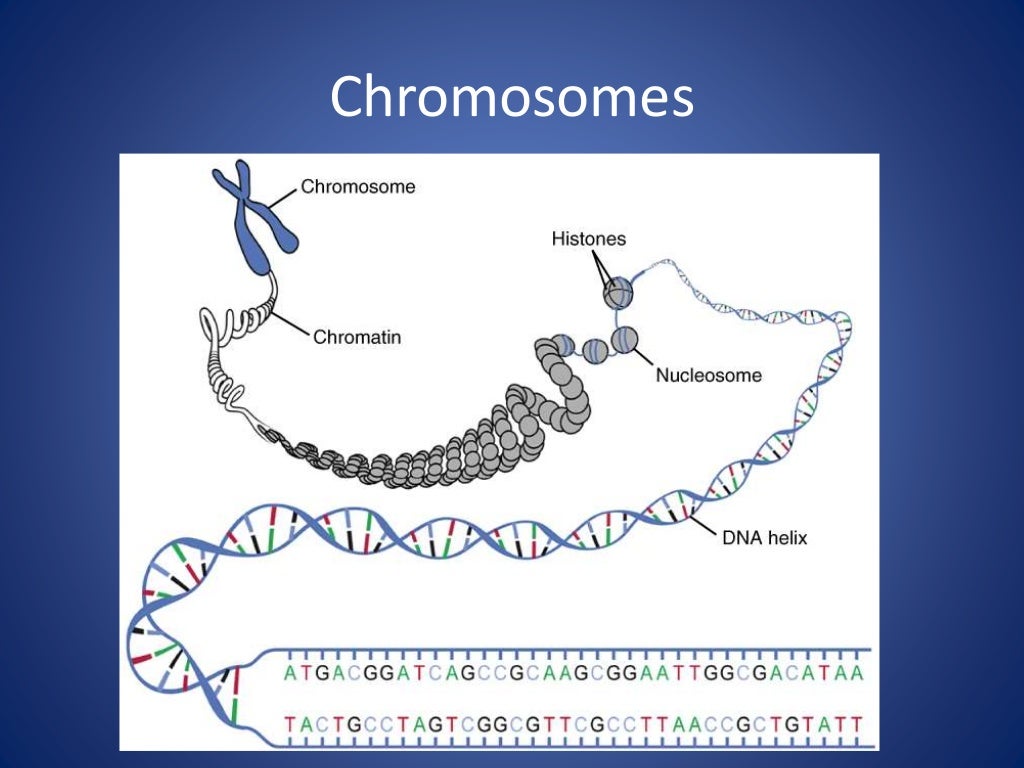 DNA Replication, Mitosis, meiosis, and the Cell Cycle