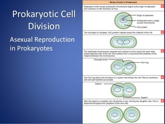Dna replication in mitosis vs meiosis - chatterlomi