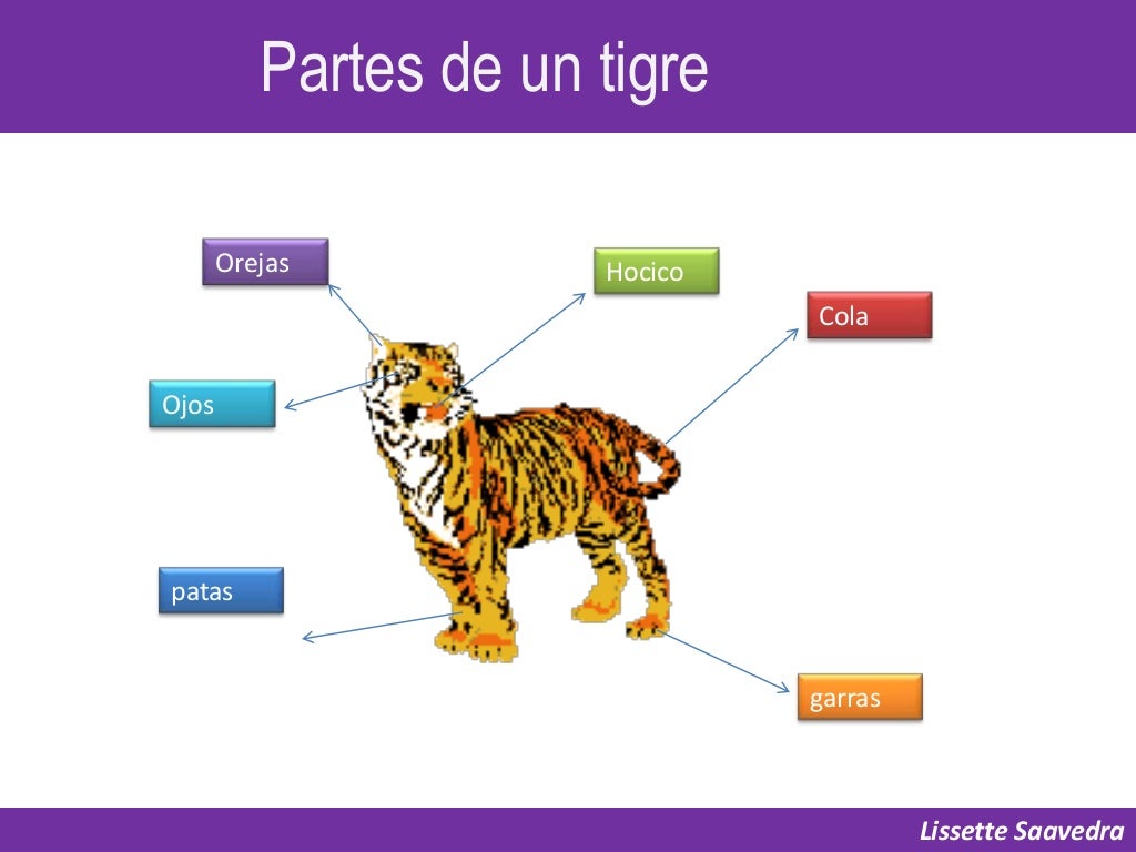 Power point los tigres