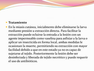 Power point !!! miasis(2) | PPTX | Veterinary Medicine | Pets