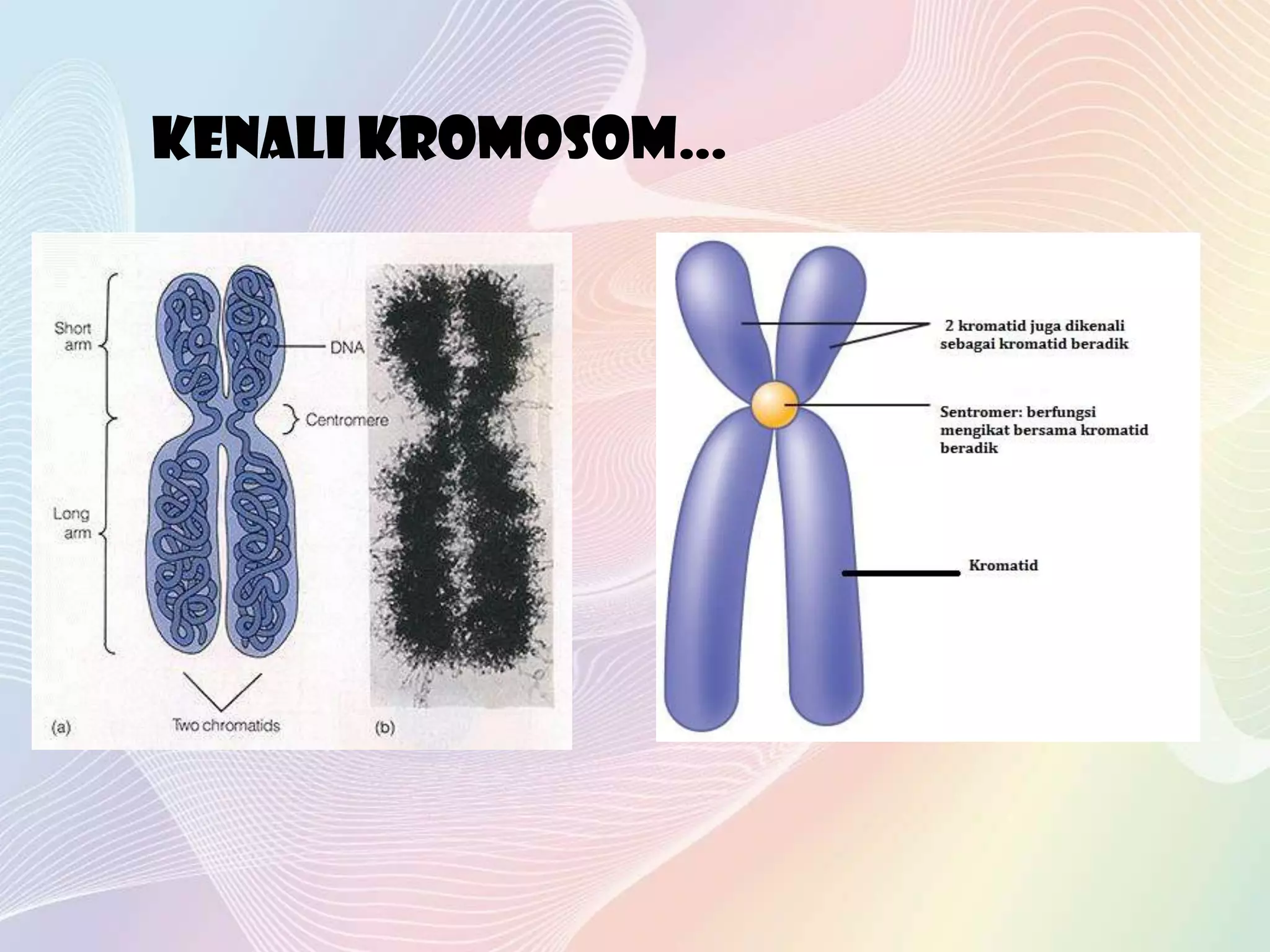 5.1 Mitosis tingkatan 4 | PPTX