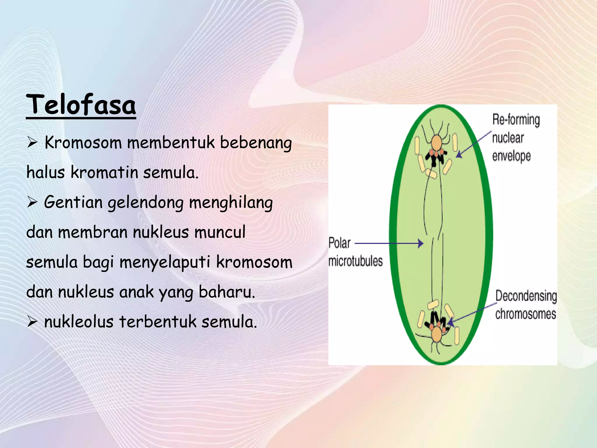 5.1 Mitosis tingkatan 4 | PPTX