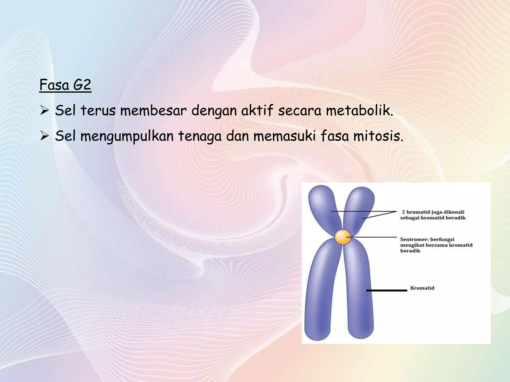 5.1 Mitosis tingkatan 4 | PPTX